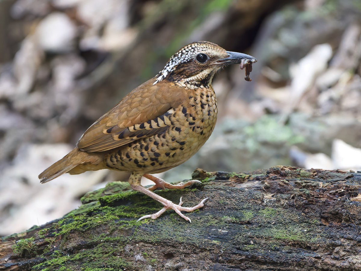 Eared Pitta - Hydrornis phayrei - Birds of the World