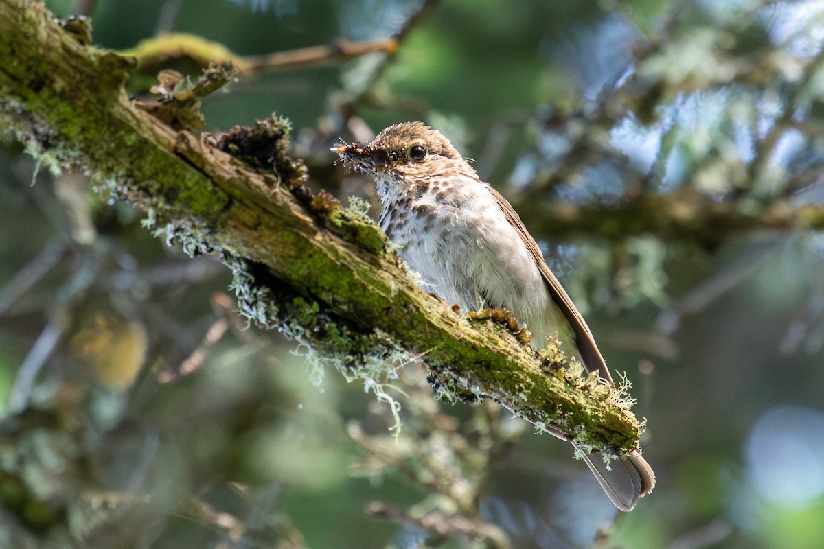 eBird Checklist - 22 Jul 2023 - Spruce Cape - 25 species
