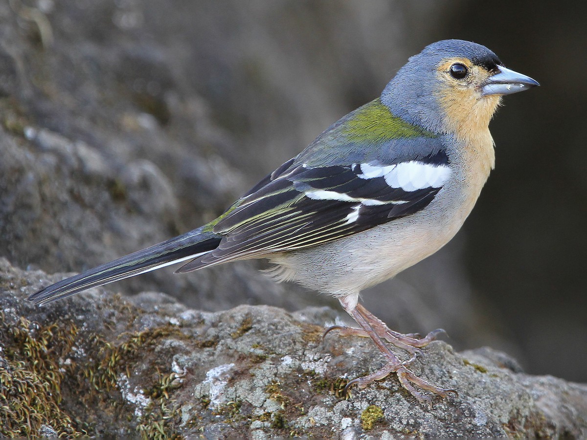 Madeira Chaffinch - Fringilla maderensis - Birds of the World