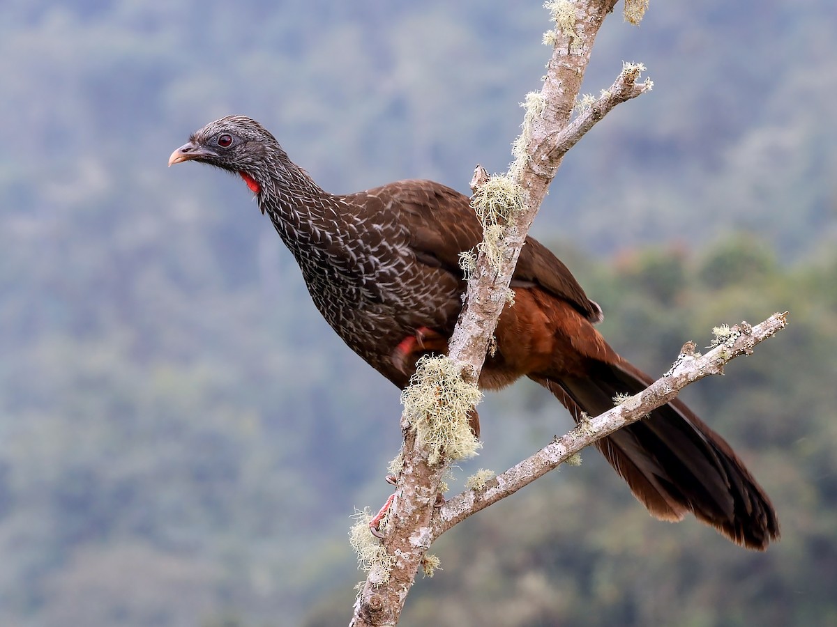 Andean Guan - Penelope montagnii - Birds of the World