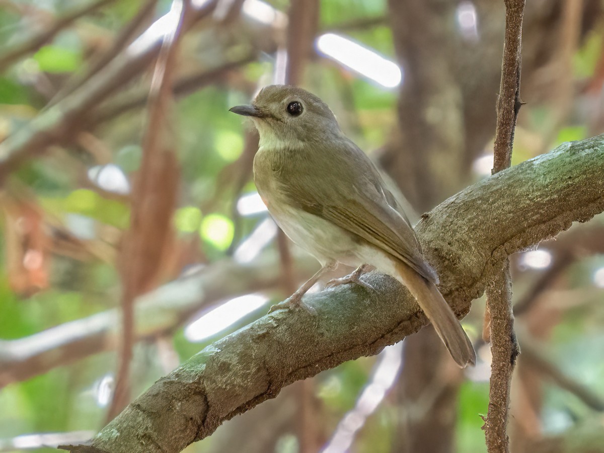 Fulvous-chested Jungle Flycatcher - Cyornis olivaceus - Birds of the World