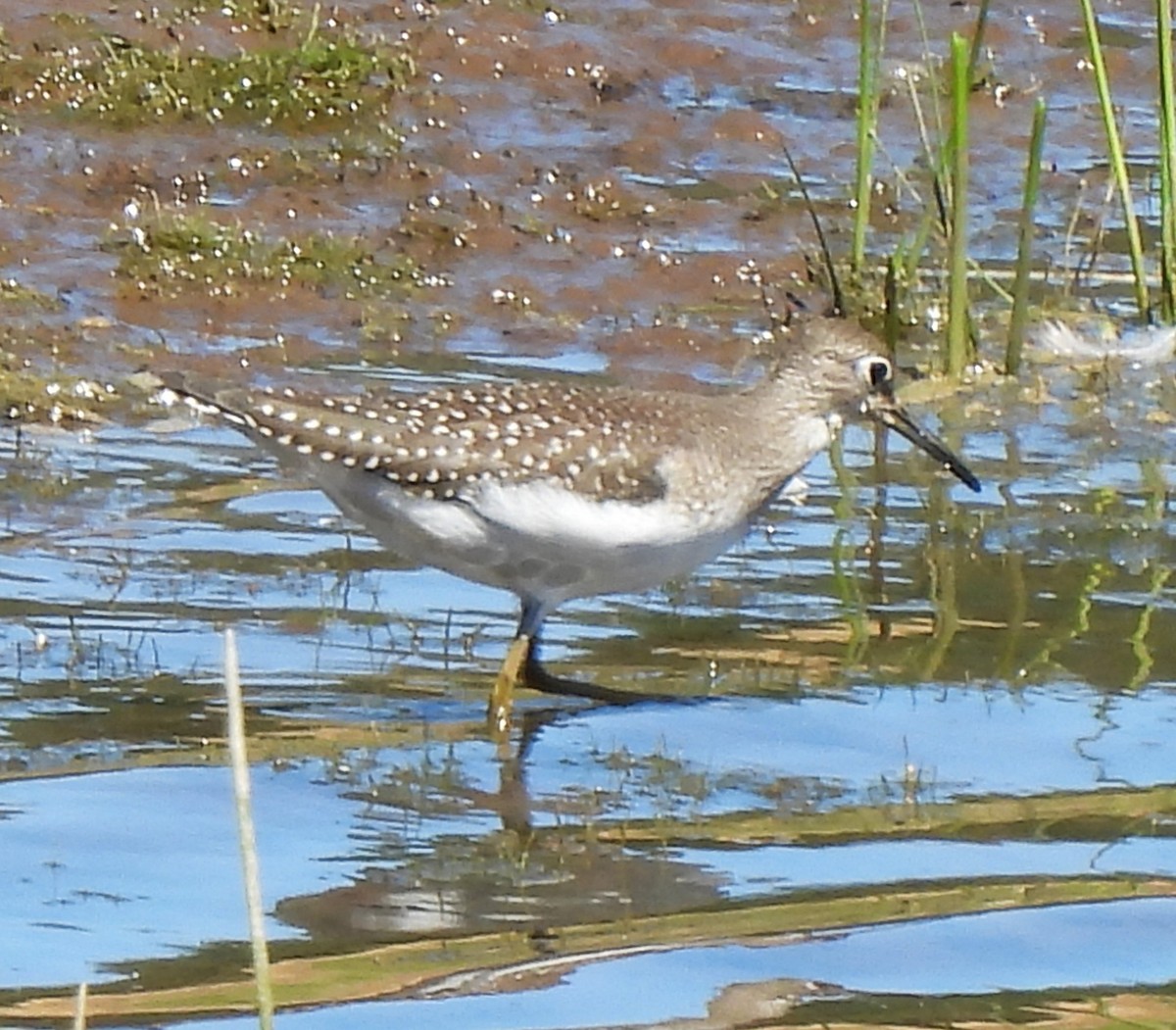 eBird Checklist - 8 Aug 2023 - Henry Hagg Lake Park (Scoggins Valley ...