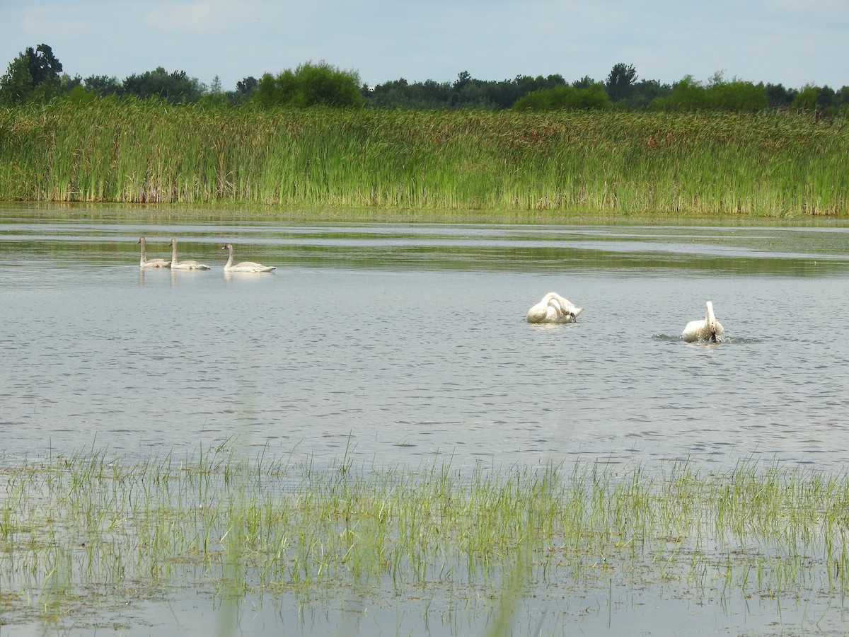 eBird Checklist - 10 Aug 2023 - Battelle Darby Creek Metro Park--Darby ...