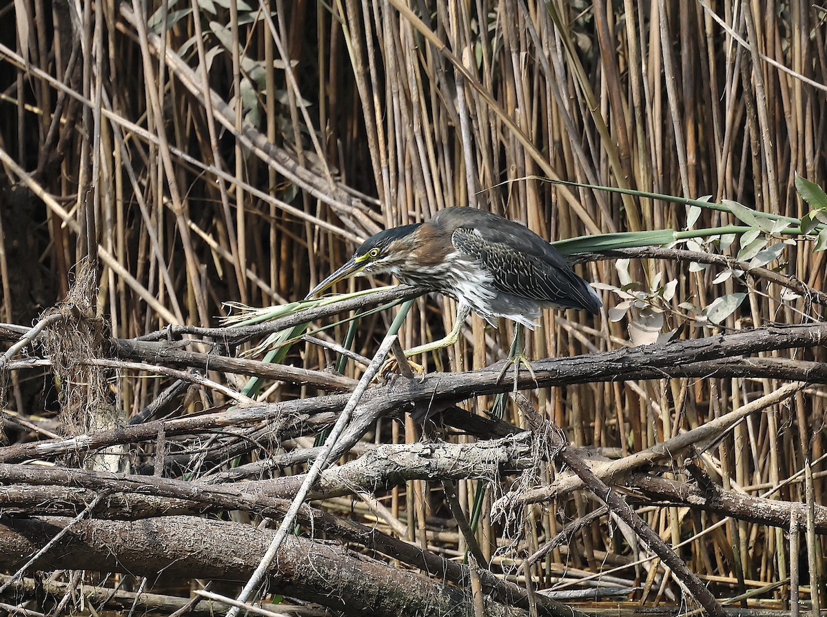 eBird Checklist - 10 Aug 2023 - Pinery Pond, Oakville, ON - 9 species
