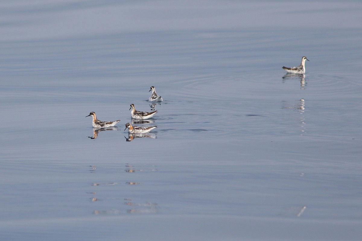 eBird Taiwan Checklist - 8 Aug 2023 - 宜蘭--南方澳-東澳-南澳海域(Yilan--Nanfang'ao ...