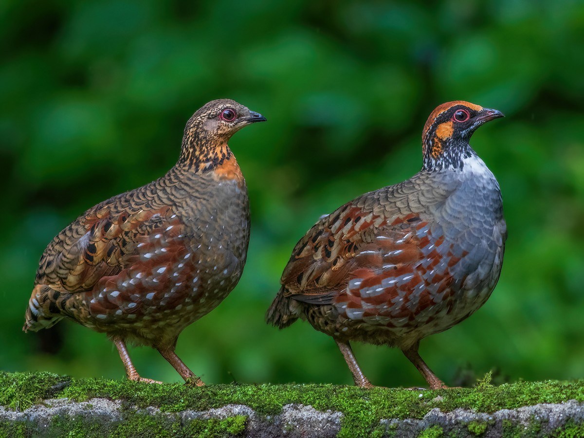 Hill Partridge - Arborophila torqueola - Birds of the World