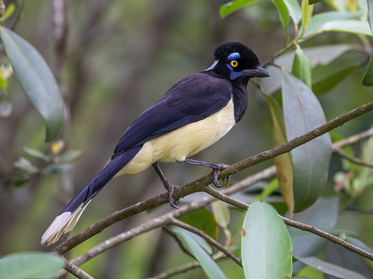 Plush-crested Jay - Cyanocorax chrysops - Birds of the World