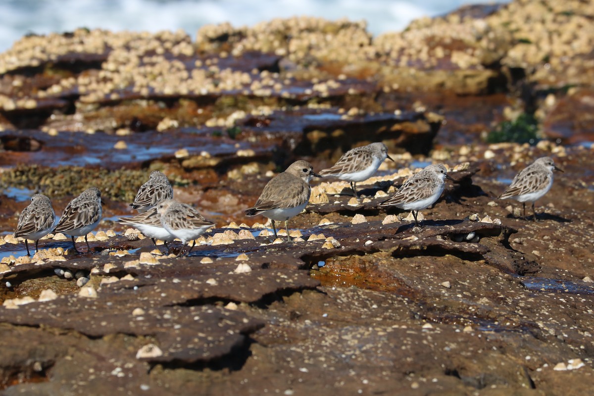 eBird Checklist - 11 Aug 2023 - Long Reef Aquatic Reserve - 18 species