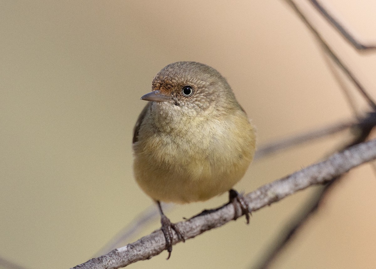 Buff-rumped Thornbill - Acanthiza reguloides - Media Search - Macaulay ...