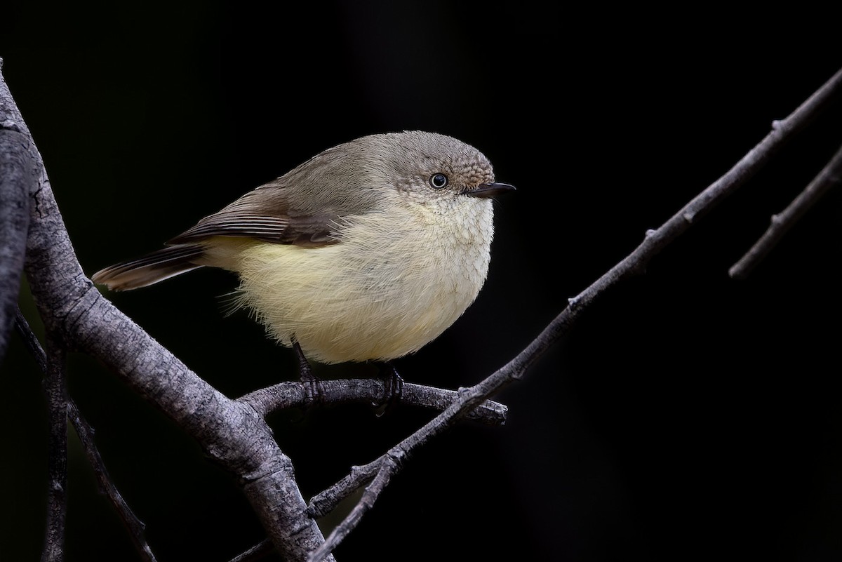 Buff-rumped Thornbill - Acanthiza reguloides - Media Search - Macaulay ...