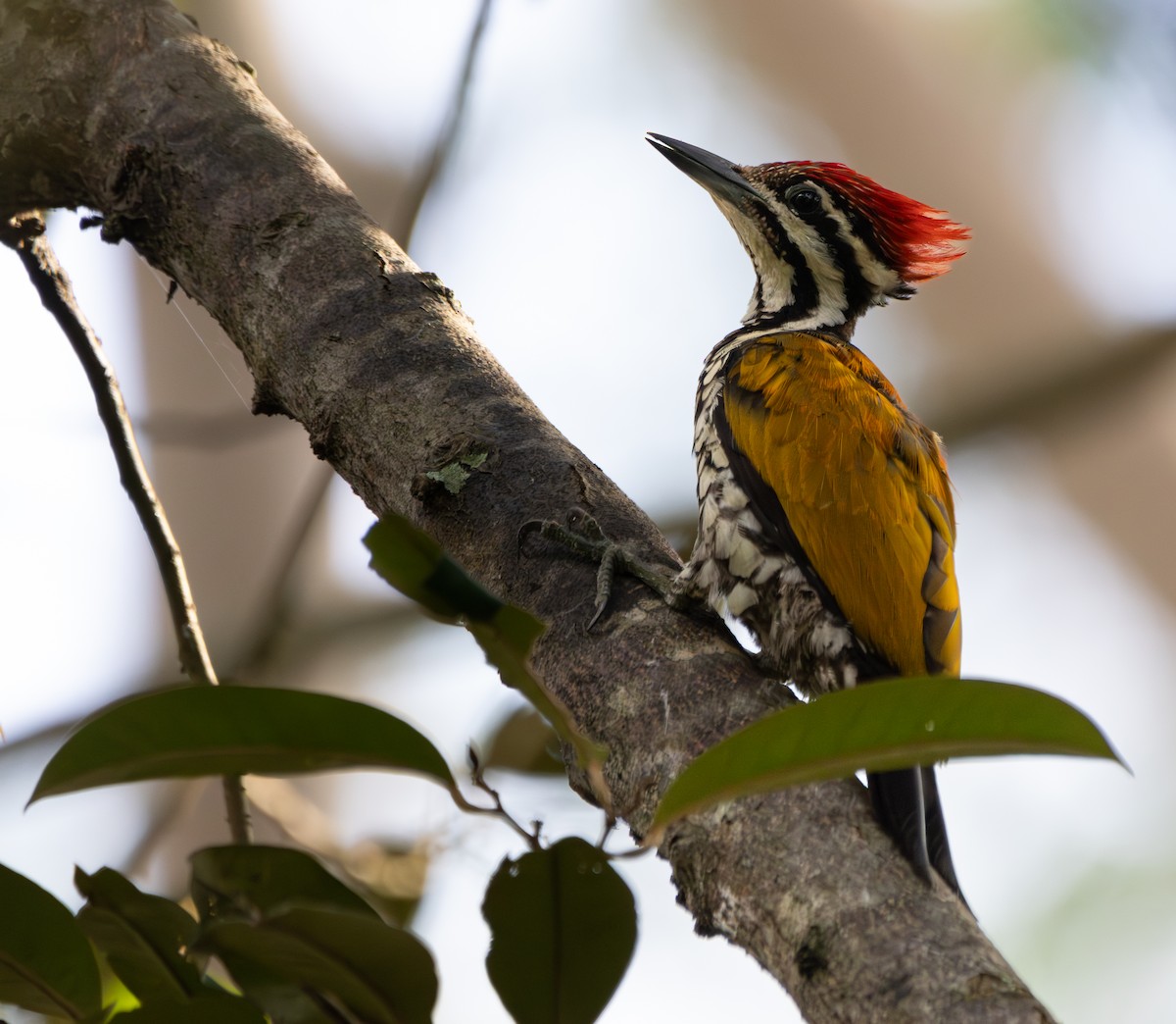 ML602351481 - Common Flameback - Macaulay Library