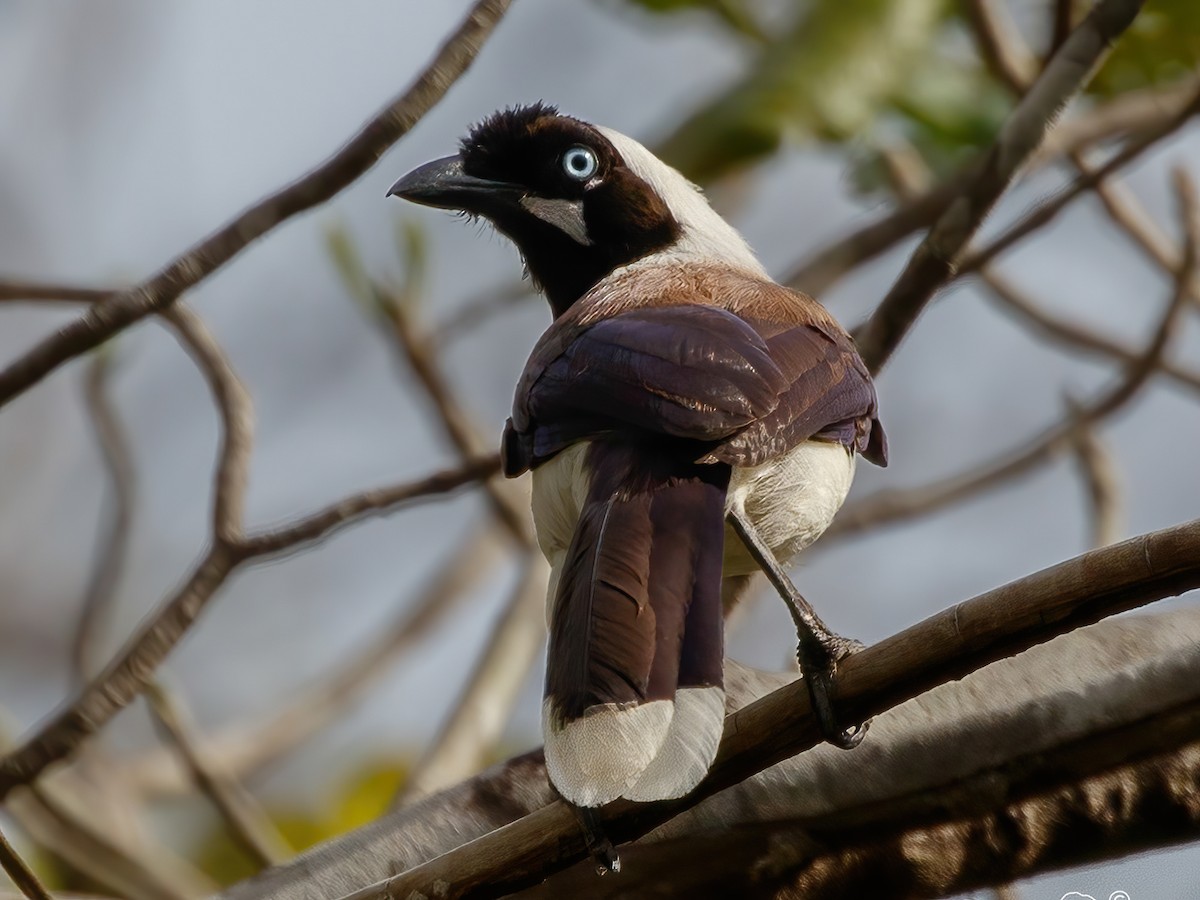 Cayenne Jay - Cyanocorax cayanus - Birds of the World