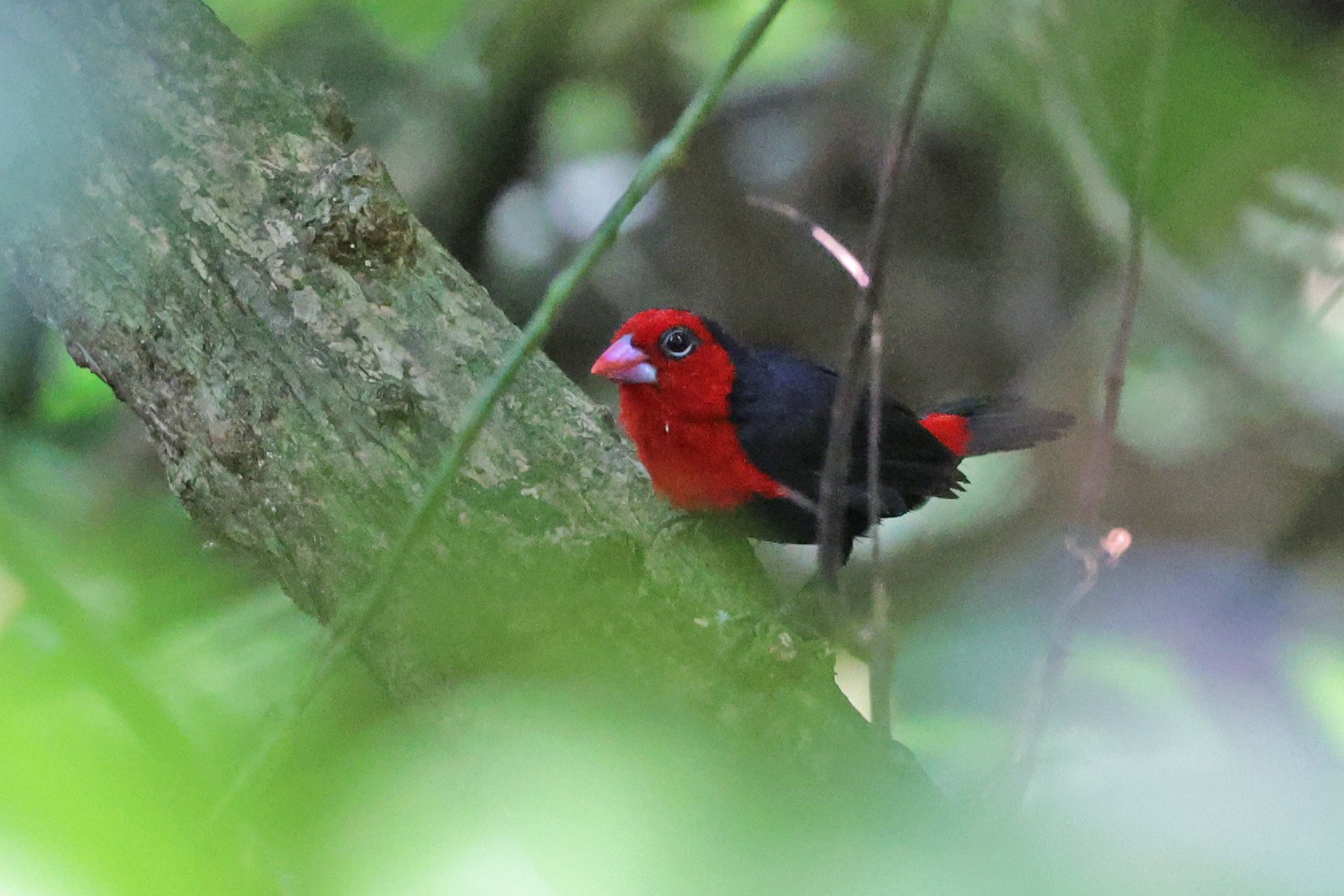 Grant's Bluebill - eBird