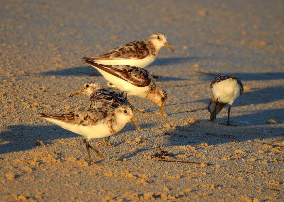 eBird Portugal Checklist - 11 Aug 2023 - Praias da Cova do Vapor - 15 ...