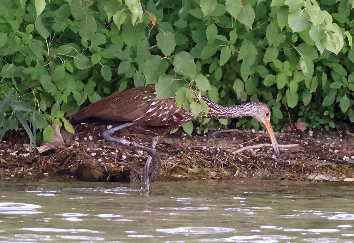 Wisconsin eBird Checklist - 11 Aug 2023 - Cottage on Stratton Lake - 6 ...