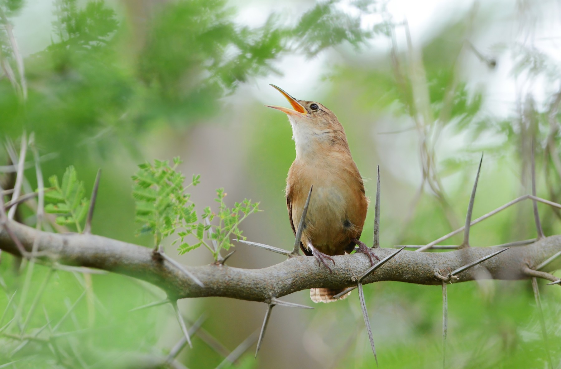 Ratonera (Subesp. grenadensis) - eBird