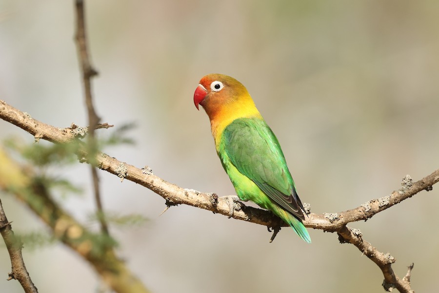 Hybride Inséparable de Fischer x I. masqué - eBird