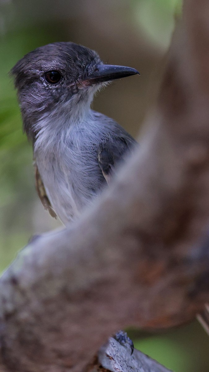 eBird Checklist - 12 Aug 2023 - Long Key SP - 12 species