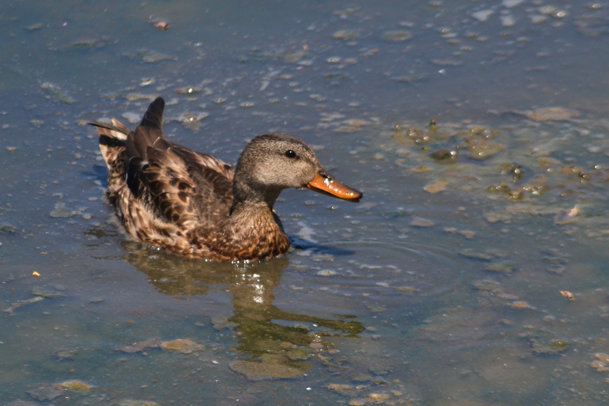 eBird Portugal Checklist - 12 Aug 2023 - Lagoa de Albufeira--área geral ...