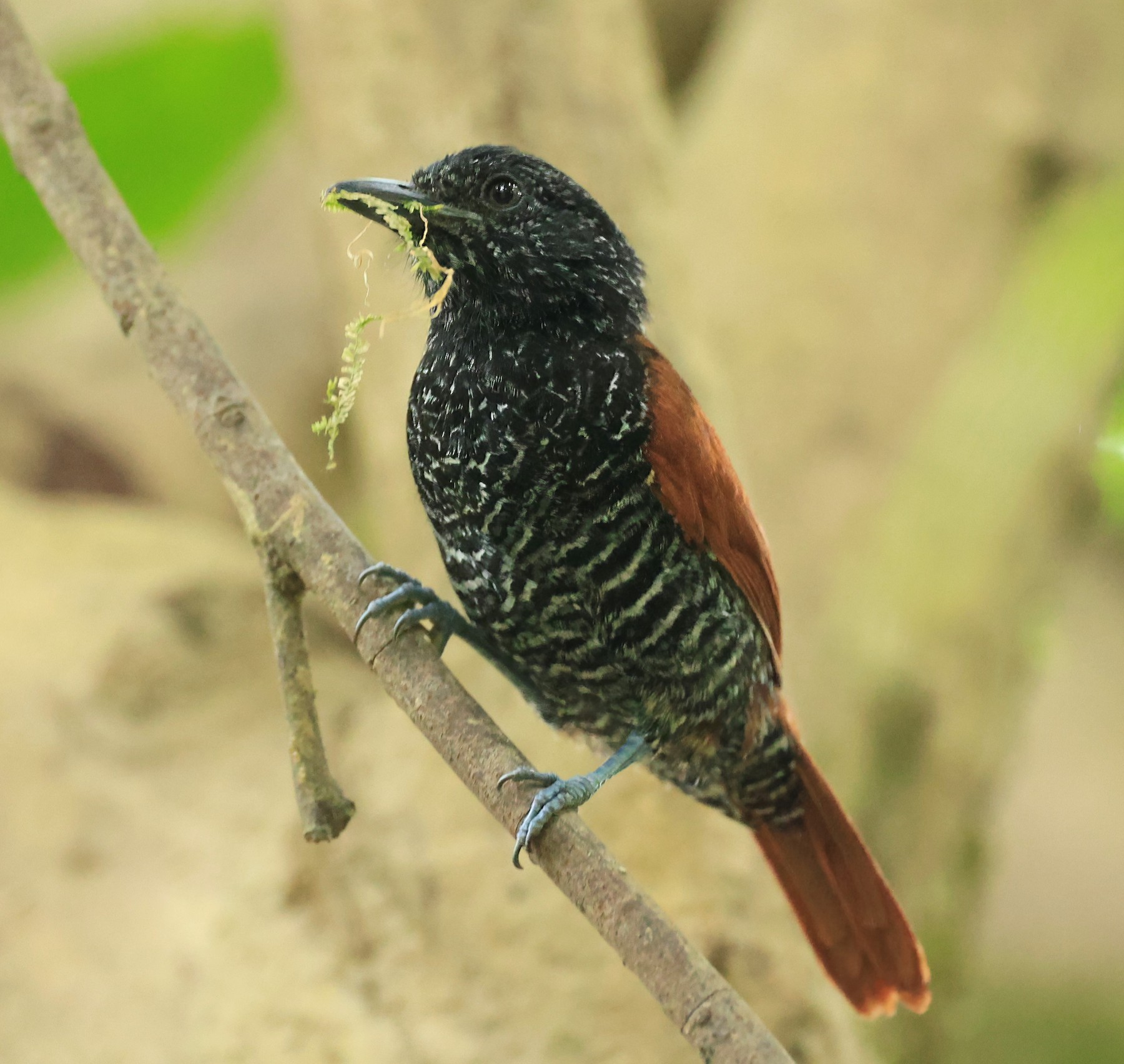 Inirida Antshrike (undescribed form) - eBird