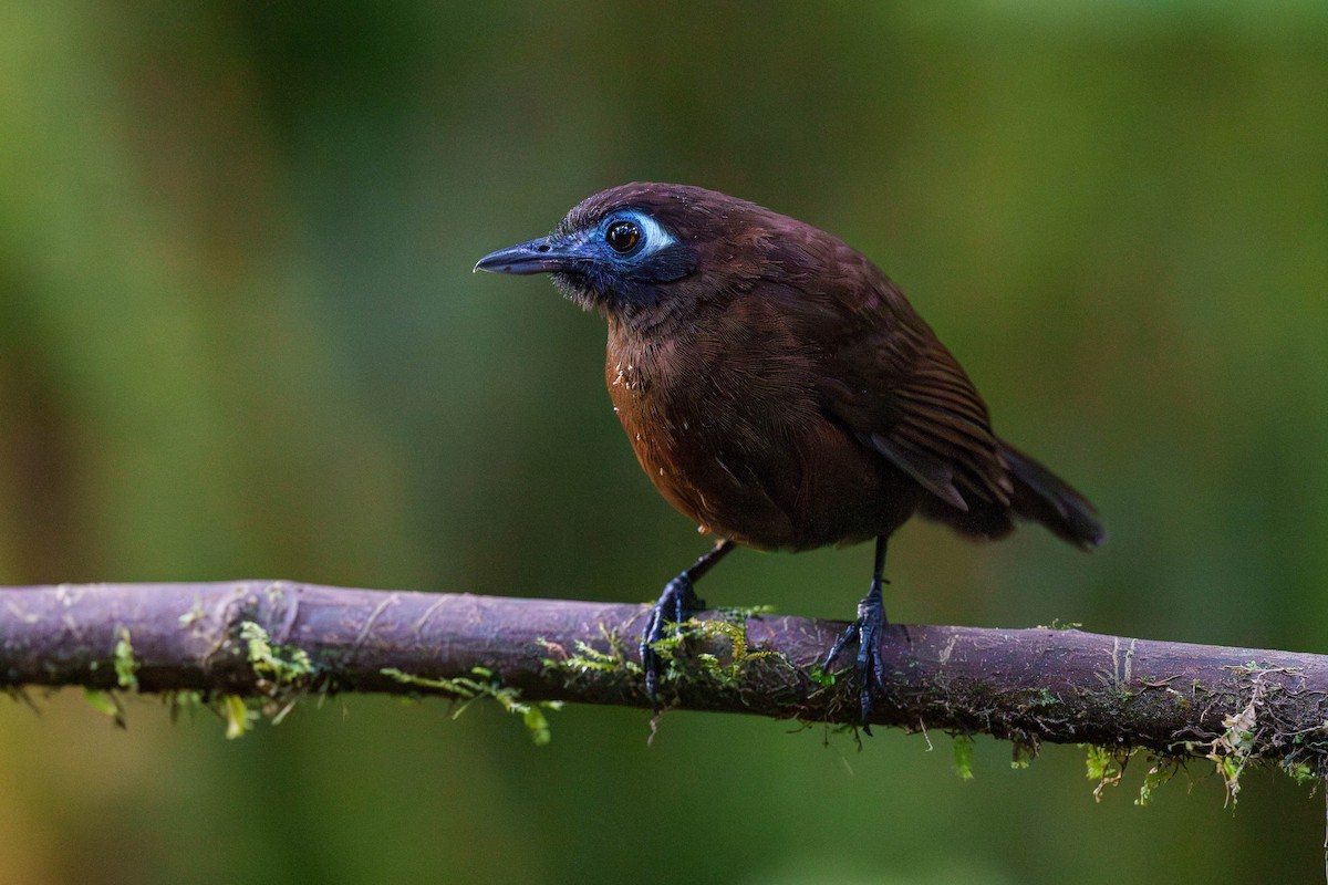 Zeledon's Antbird (Choco) - eBird
