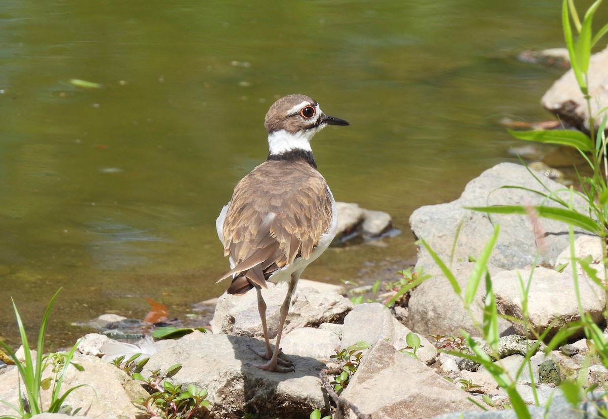 Mass Audubon eBird Checklist - 12 Aug 2023 - Forest Hills Cemetery - 32 ...