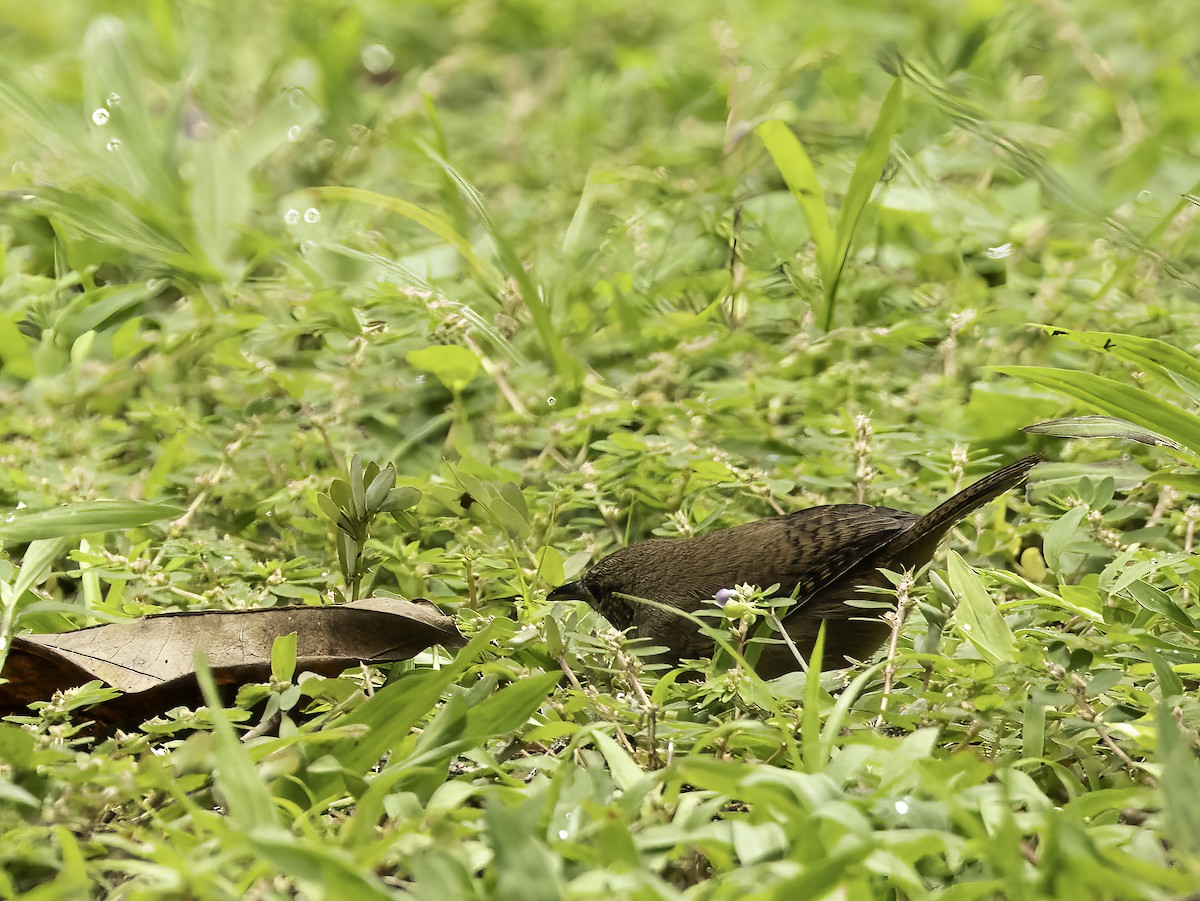 eBird Checklist - 16 Jul 2023 - Estación Biológica La Selva-OTS - 3 species