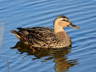 Mottled Duck - eBird