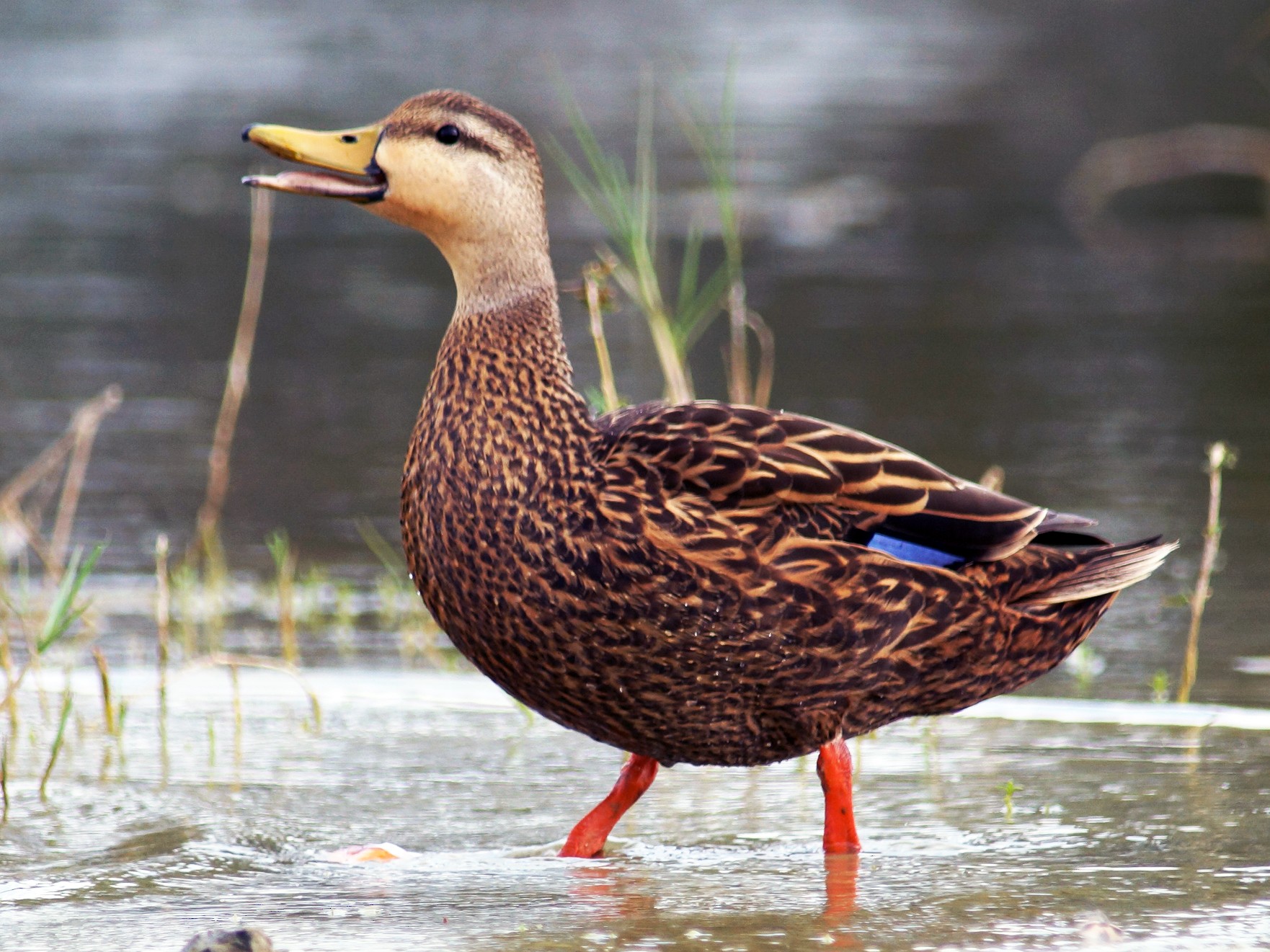 Mottled Duck - eBird