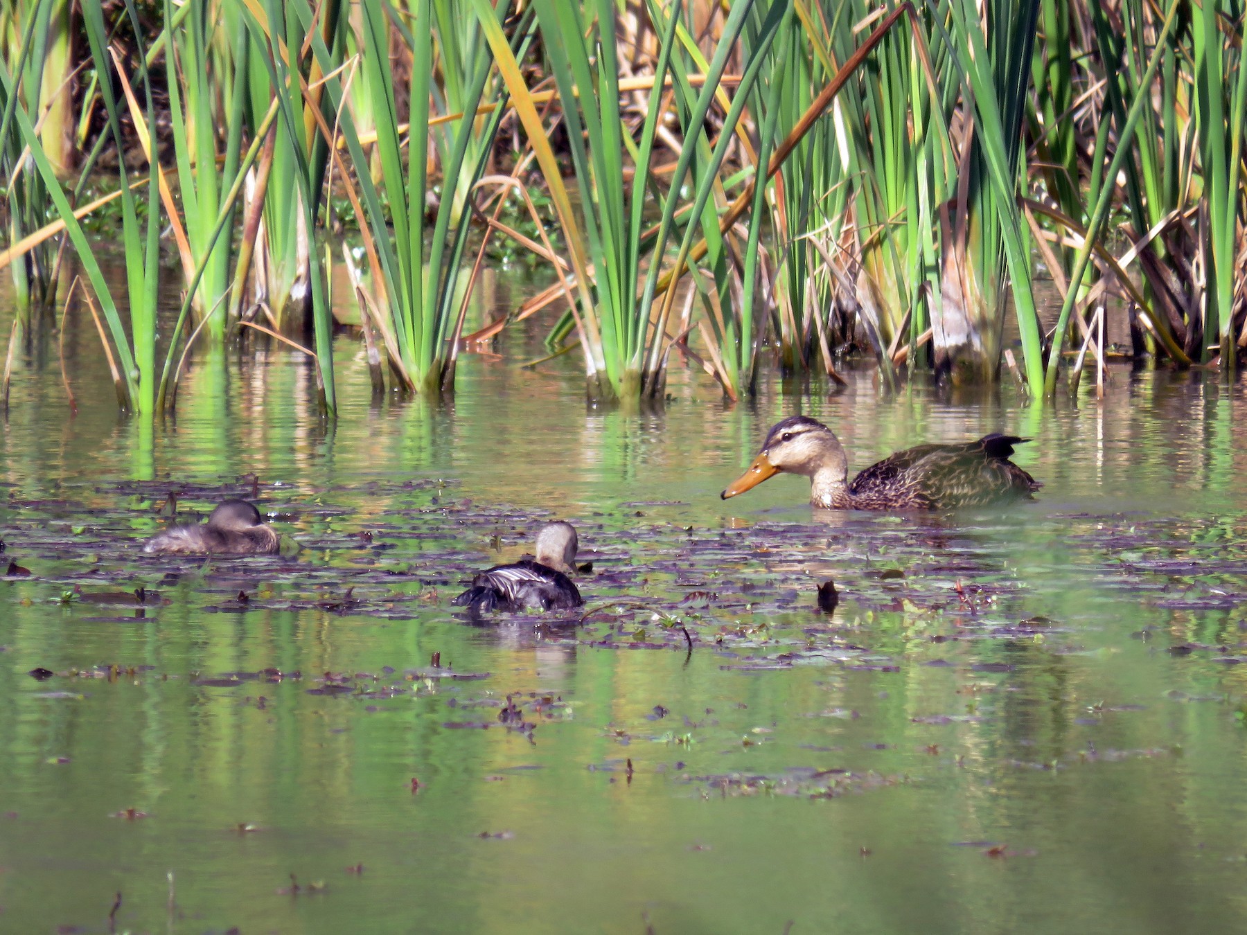 Mottled Duck - eBird