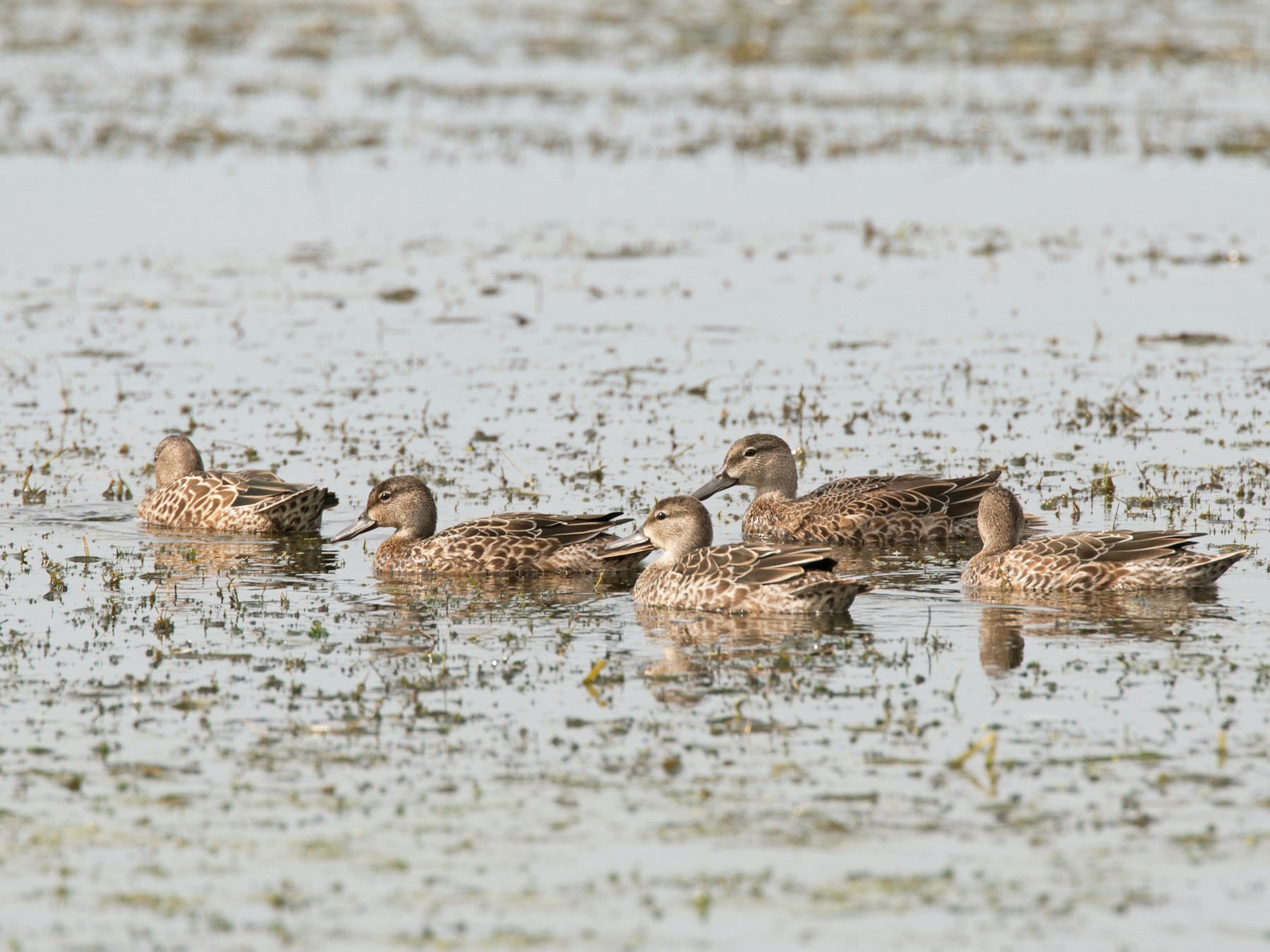 Blue-winged Teal - eBird