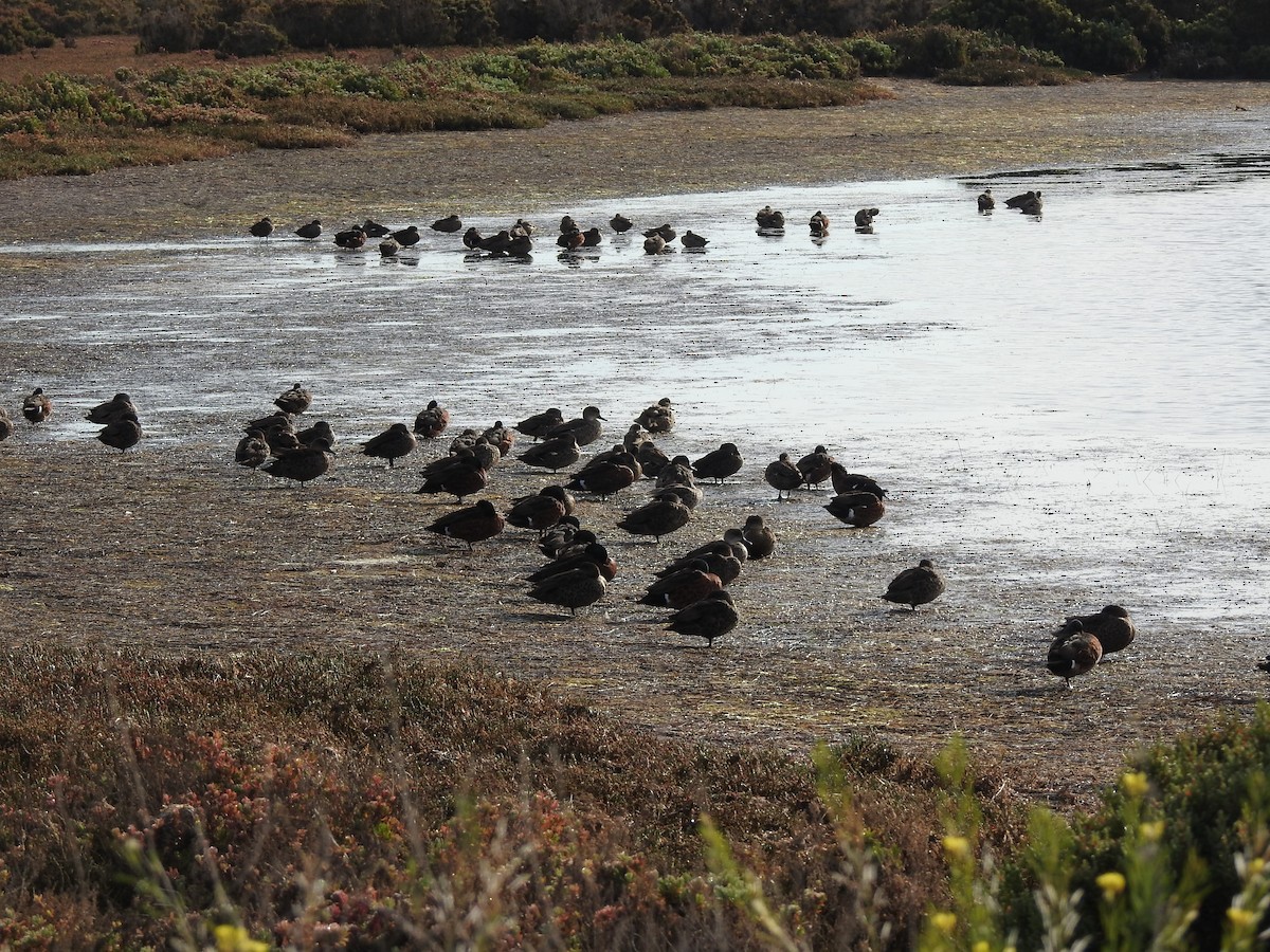 eBird Checklist - 9 Aug 2023 - Swan Bay Jetty - 16 species