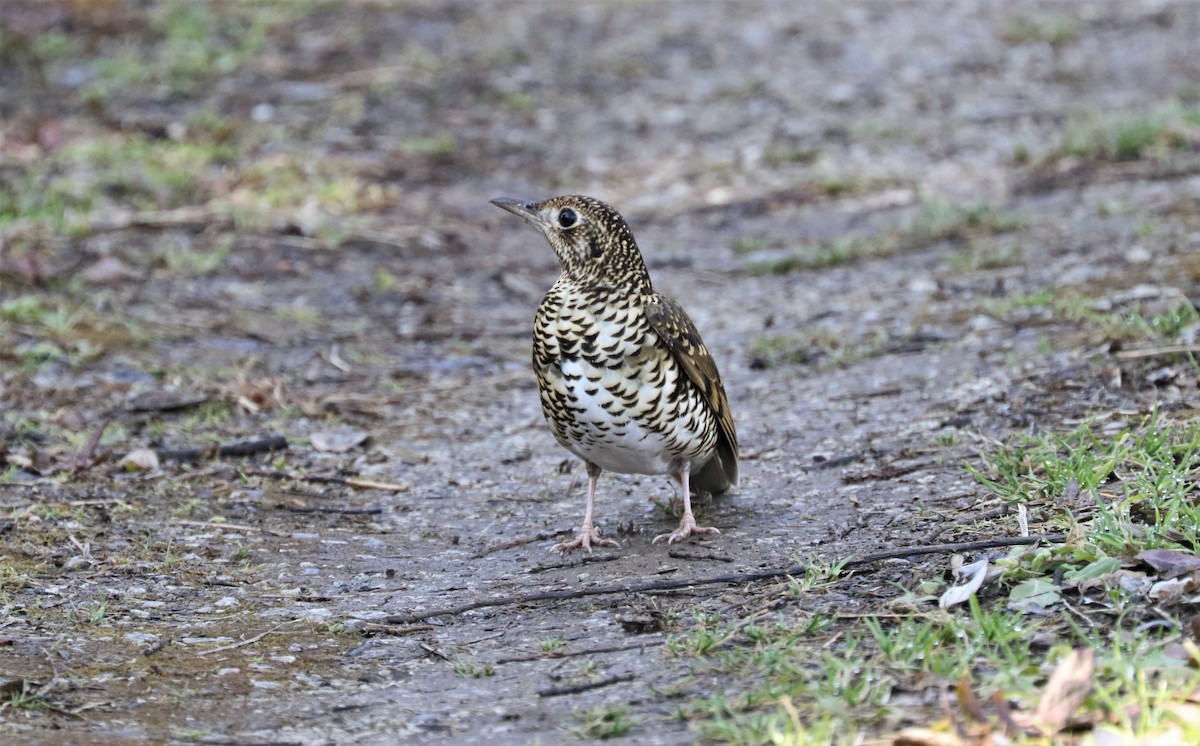 eBird Checklist - 17 Feb 2016 - 袖ヶ浦市--袖ヶ浦公園 (Sodegaura--Sodegaura Park ...