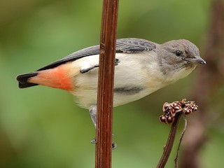 Mistletoebird - eBird