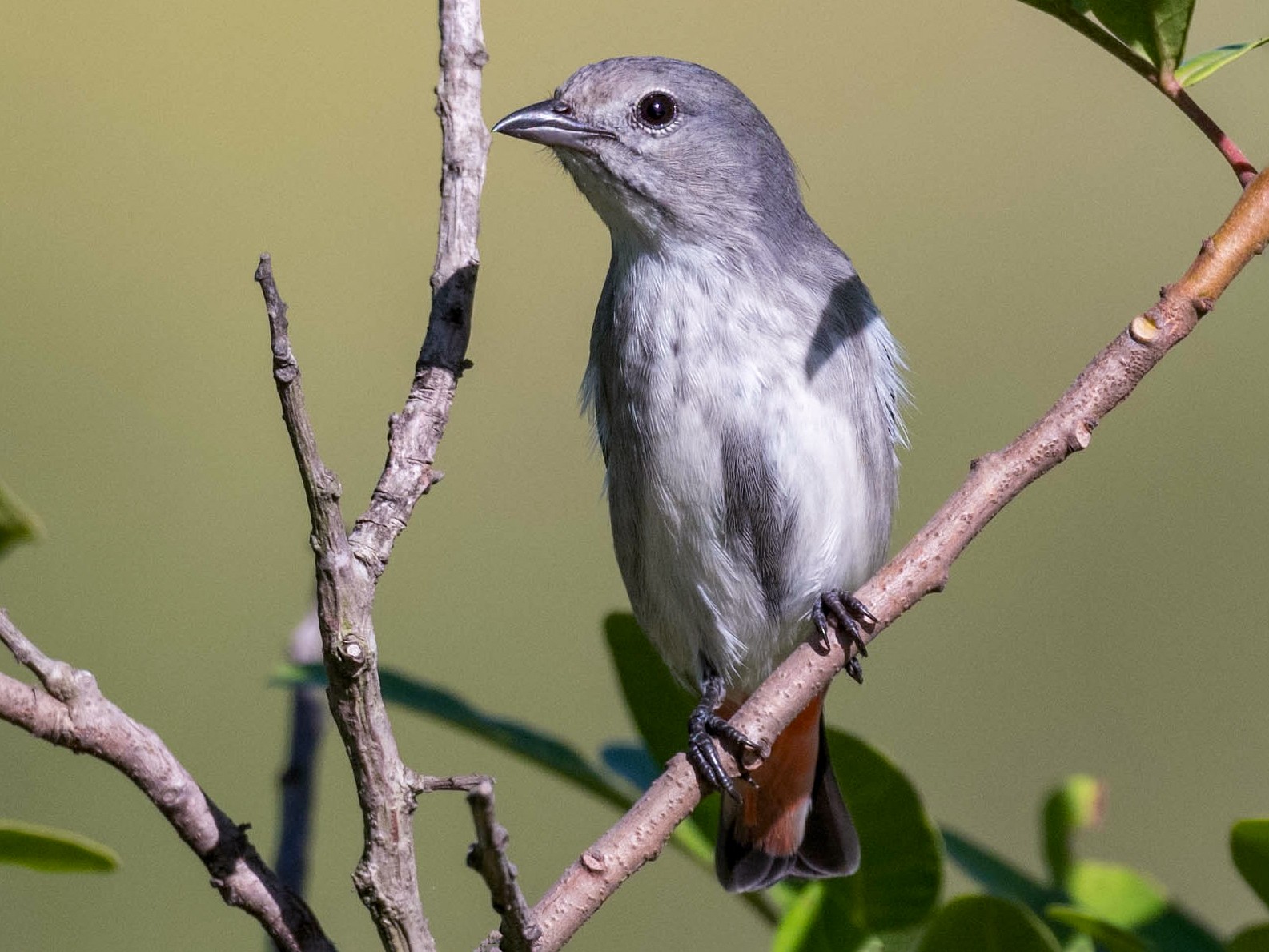 Mistletoebird - eBird