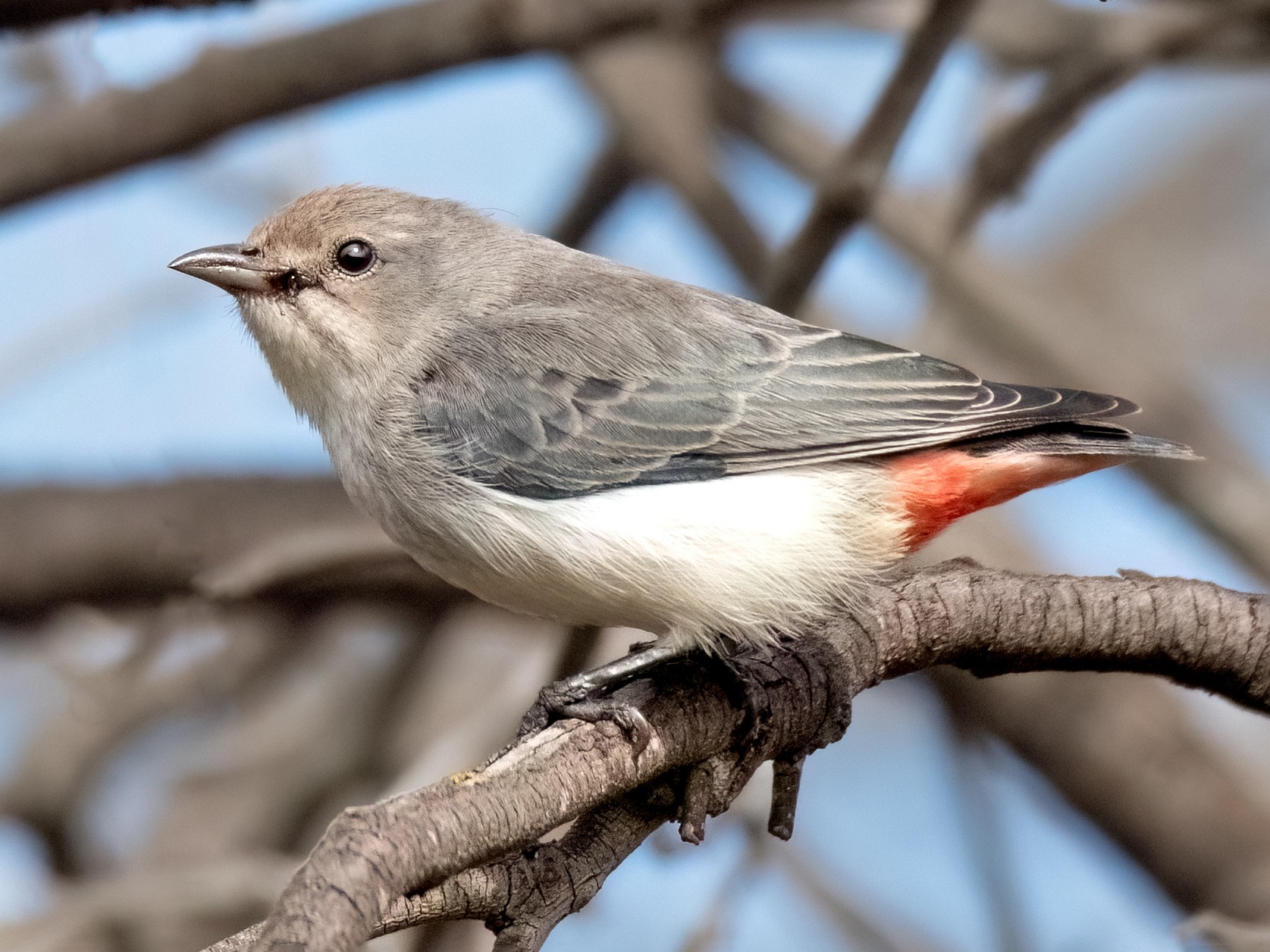 Mistletoebird - eBird