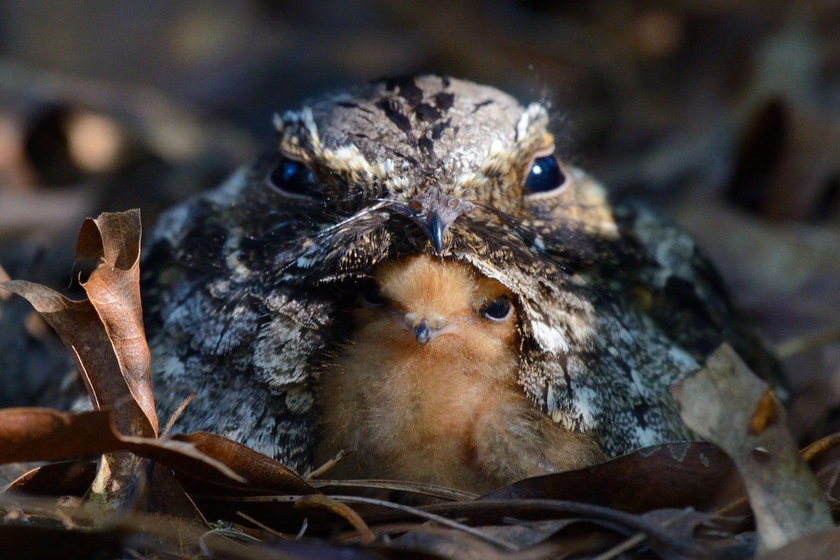 ML603042791 - Eastern Whip-poor-will - Macaulay Library