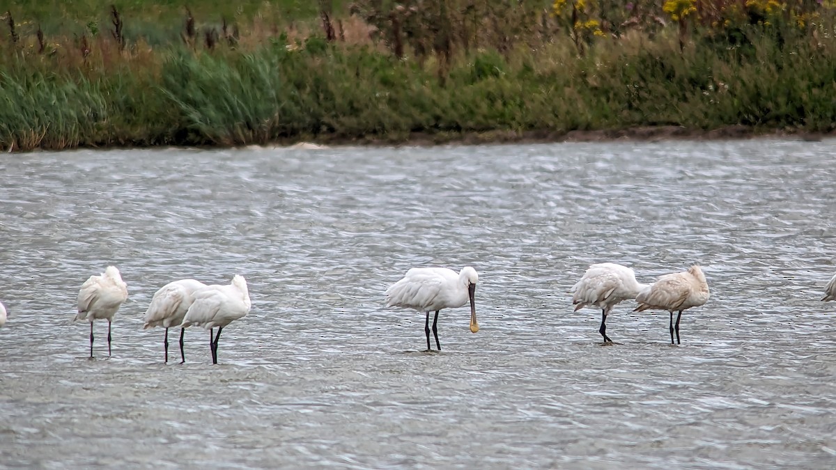 eBird Checklist - 13 Aug 2023 - Frampton Marsh RSPB Reserve - 47 species