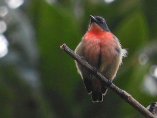 Pink-breasted Flowerpecker - eBird