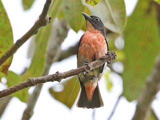 Pink-breasted Flowerpecker - eBird