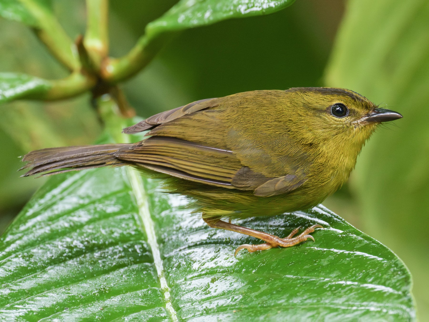 Choco Warbler - eBird