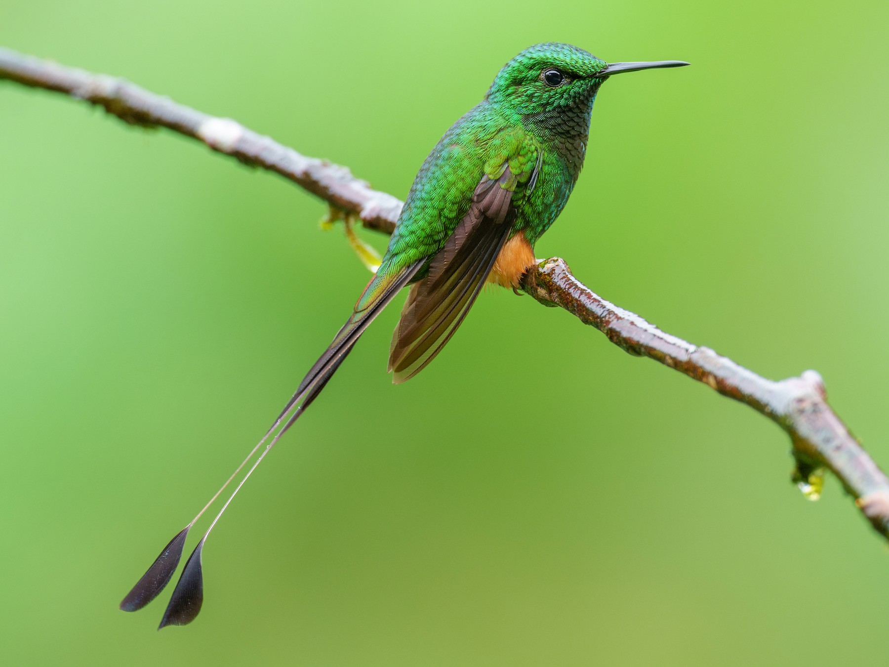 Booted Racket-tail (Peruvian) - eBird
