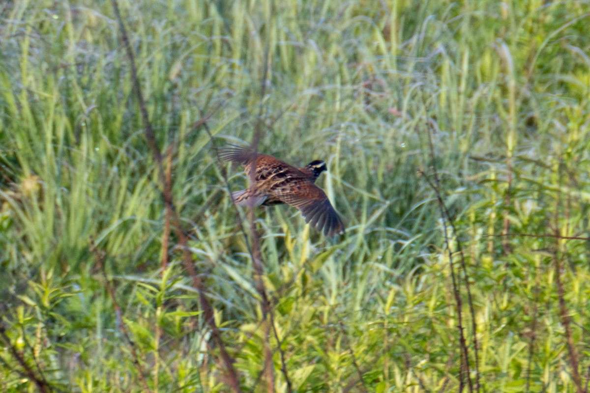 eBird Checklist - 10 Jun 2023 - Bridgestone/Firestone Centennial ...