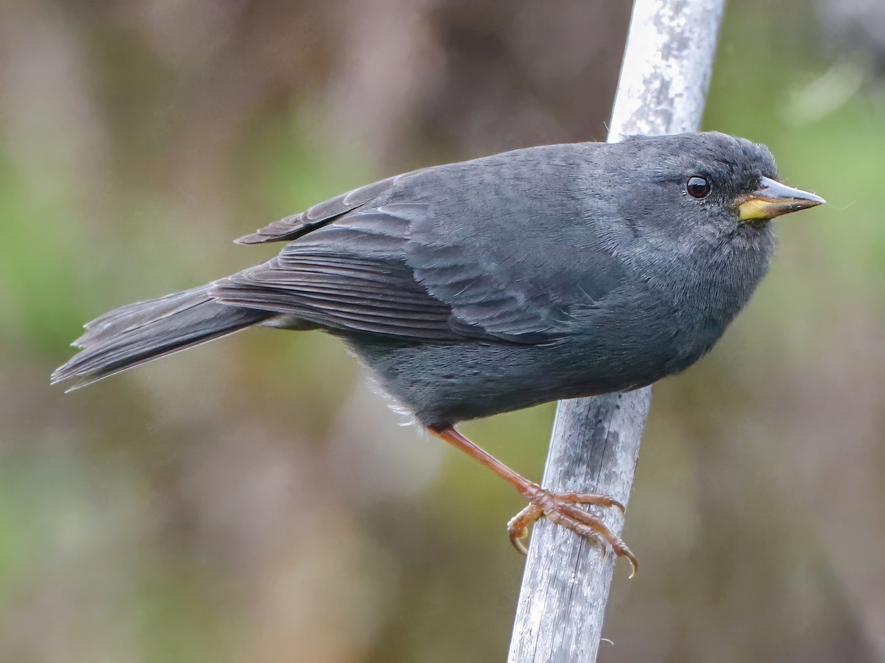 Peg-billed Finch - eBird