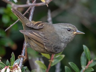 Peg-billed Finch - eBird