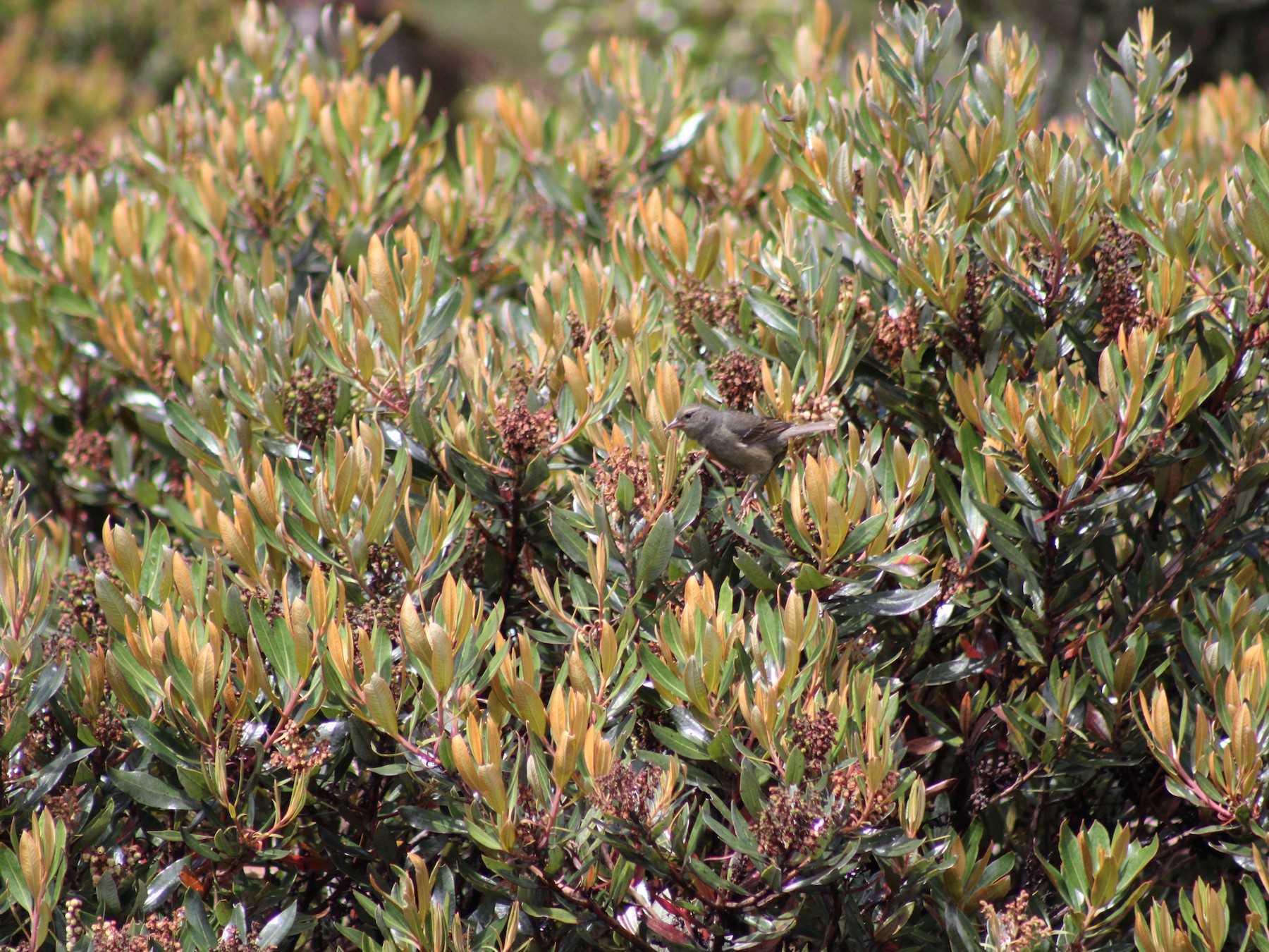 Peg-billed Finch - eBird