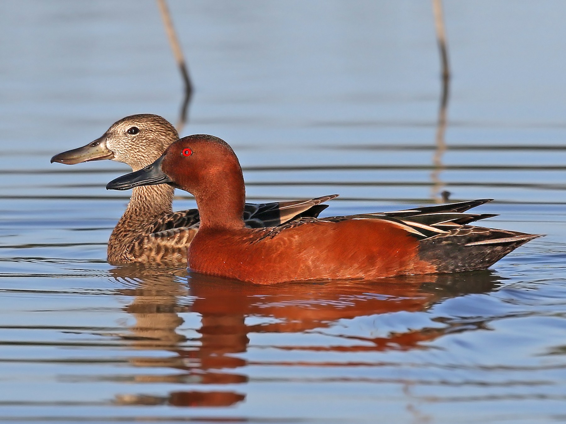 Cinnamon Teal - eBird