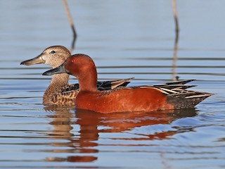 Cinnamon Teal - eBird