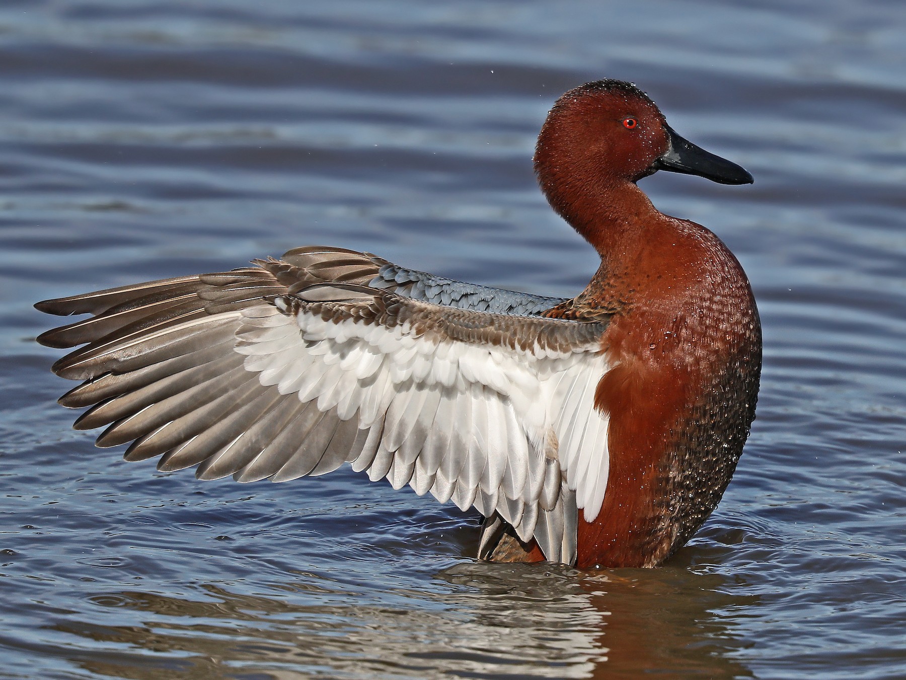 Cerceta Colorada - eBird
