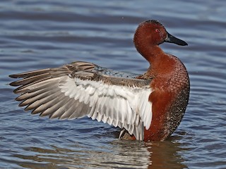 Cinnamon Teal - eBird